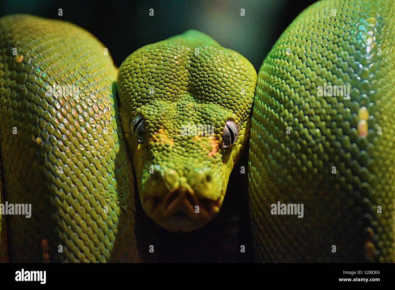 Green tree snake Stock Photo - Alamy
