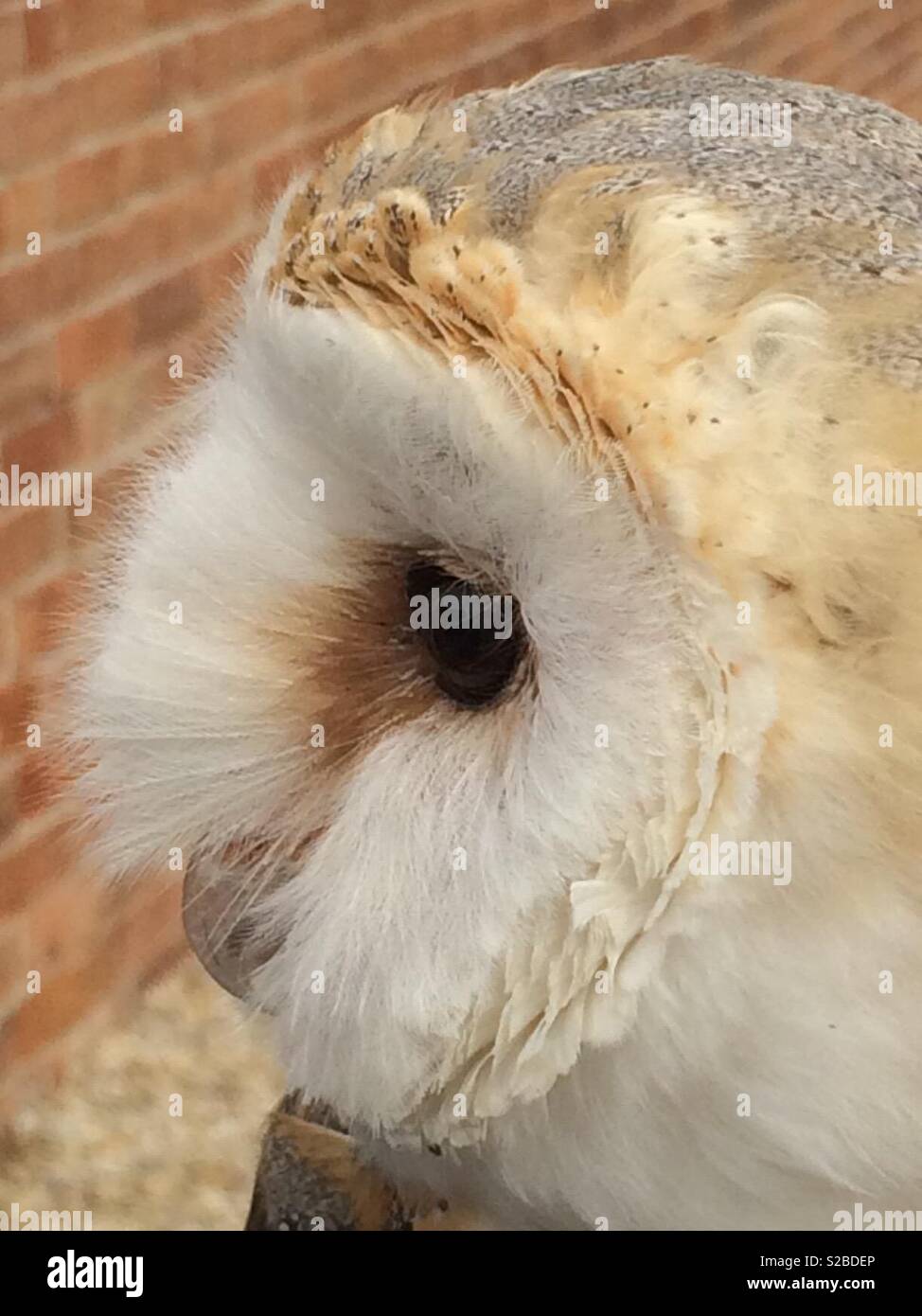 Barn owl head hi-res stock photography and images - Alamy
