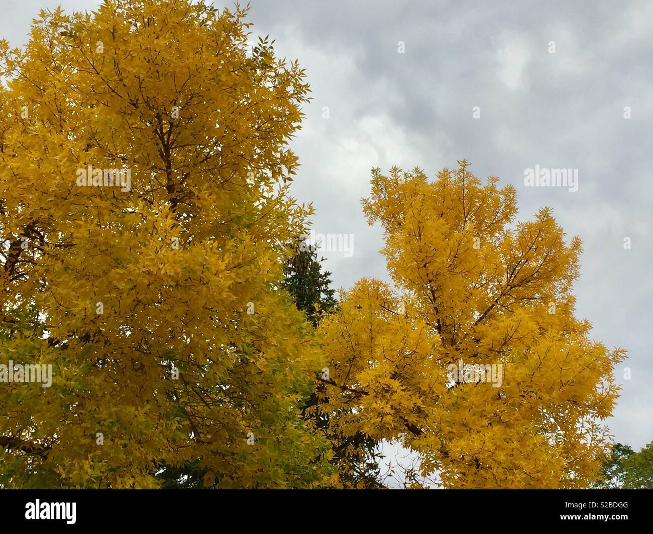 Birch trees alberta canada hi-res stock photography and images - Alamy