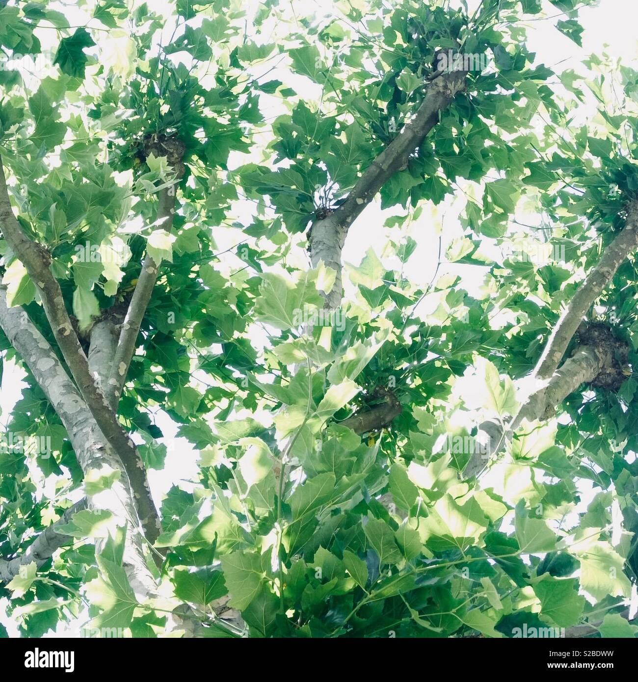 Abstract trees hi-res stock photography and images - Alamy