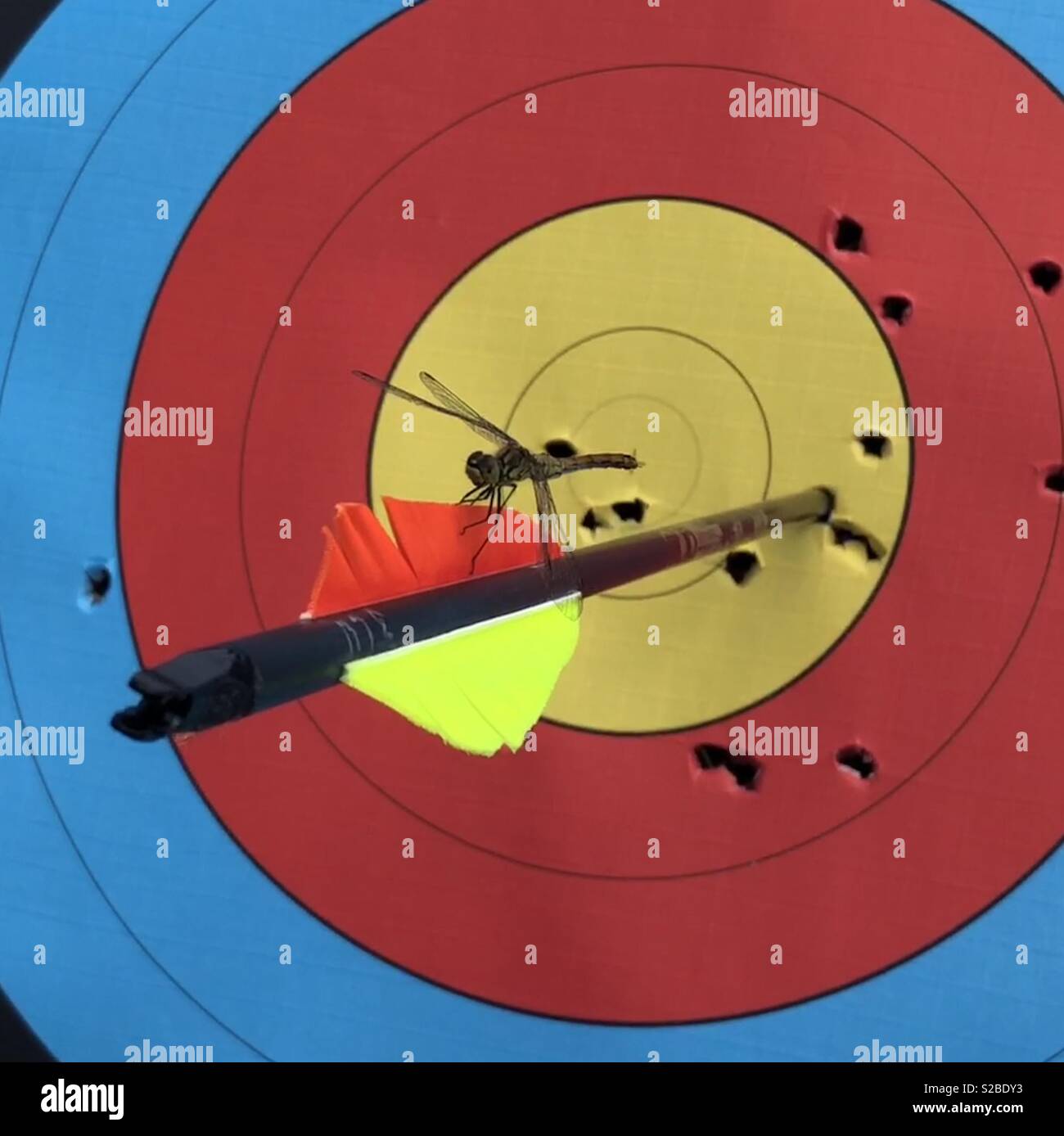 Dragon-fly on an arrow in an archery target Stock Photo - Alamy