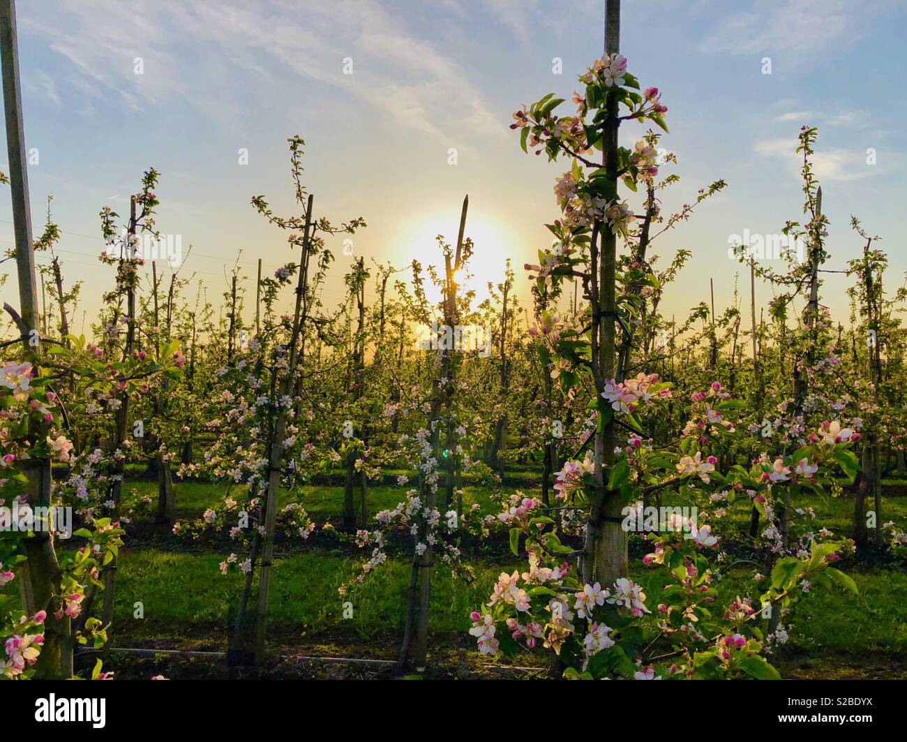 Apple tree plantation in bloom at sunset Stock Photo - Alamy