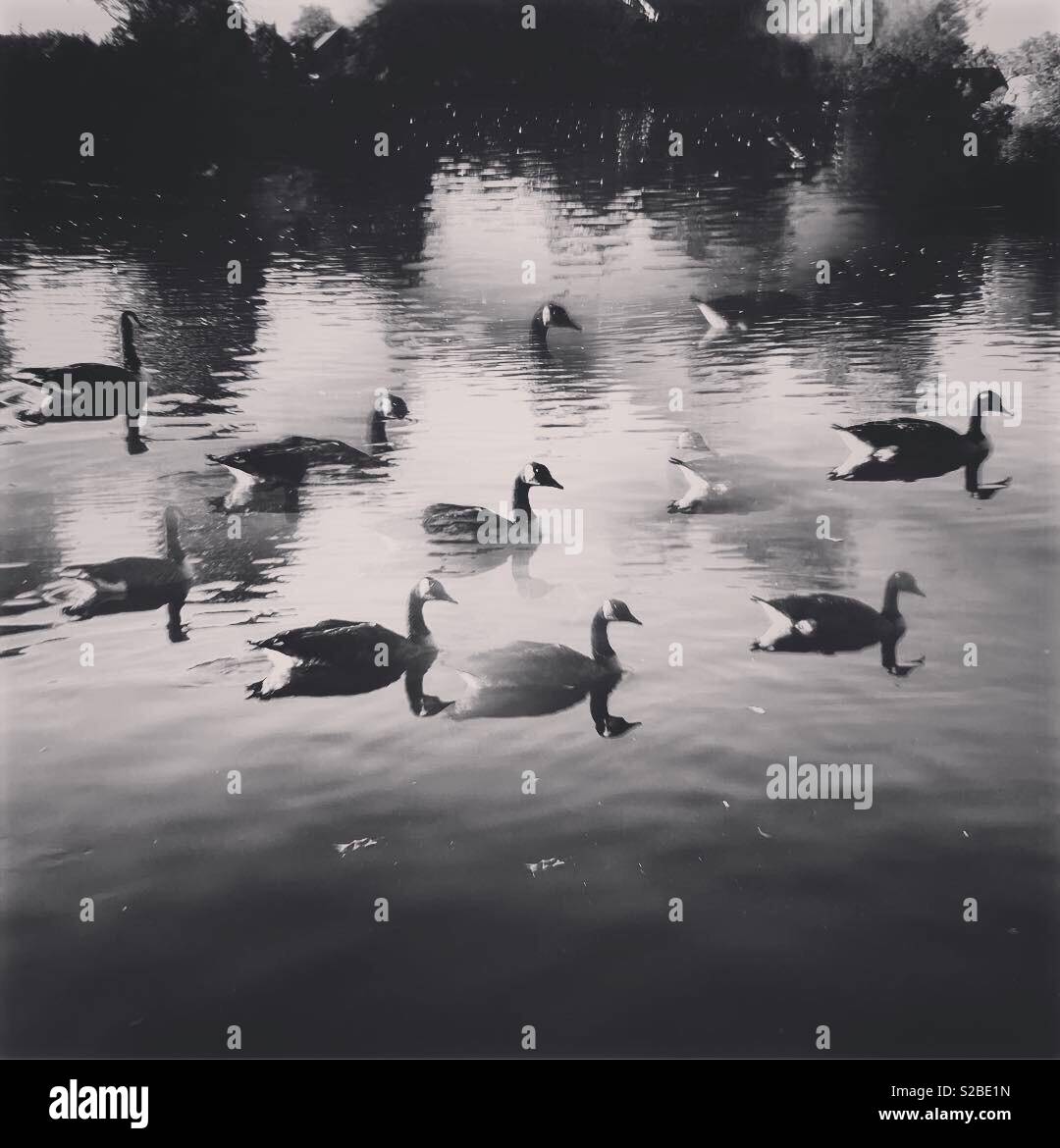 How many geese are there Stock Photo - Alamy