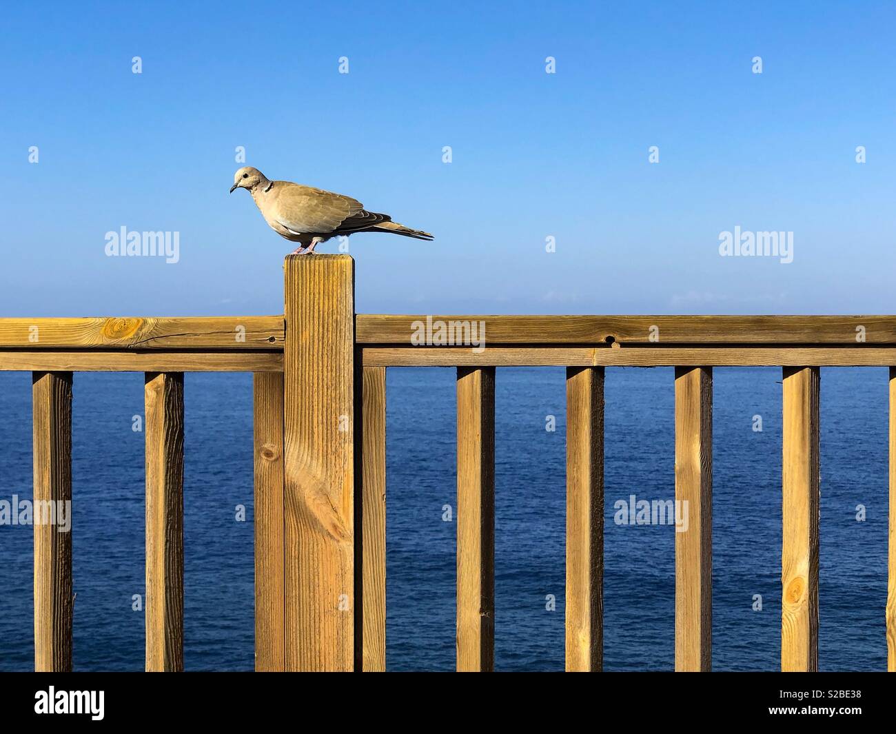 Doves bird hi-res stock photography and images - Alamy