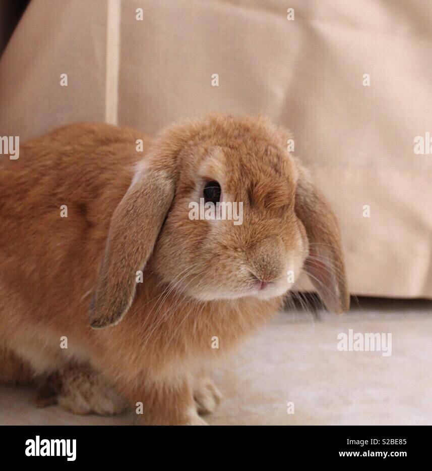 Little loops hi-res stock photography and images - Alamy