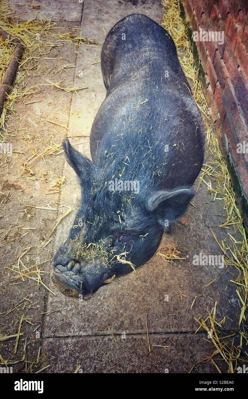 Black boar in pig sty Stock Photo - Alamy