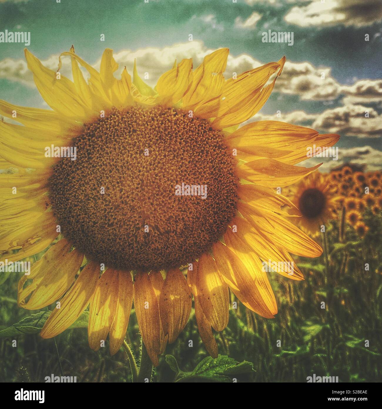 A giant sunflower Stock Photo - Alamy