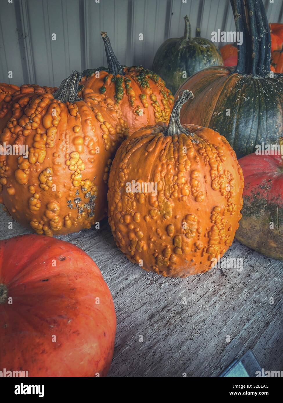 Warty fruit hi-res stock photography and images - Alamy
