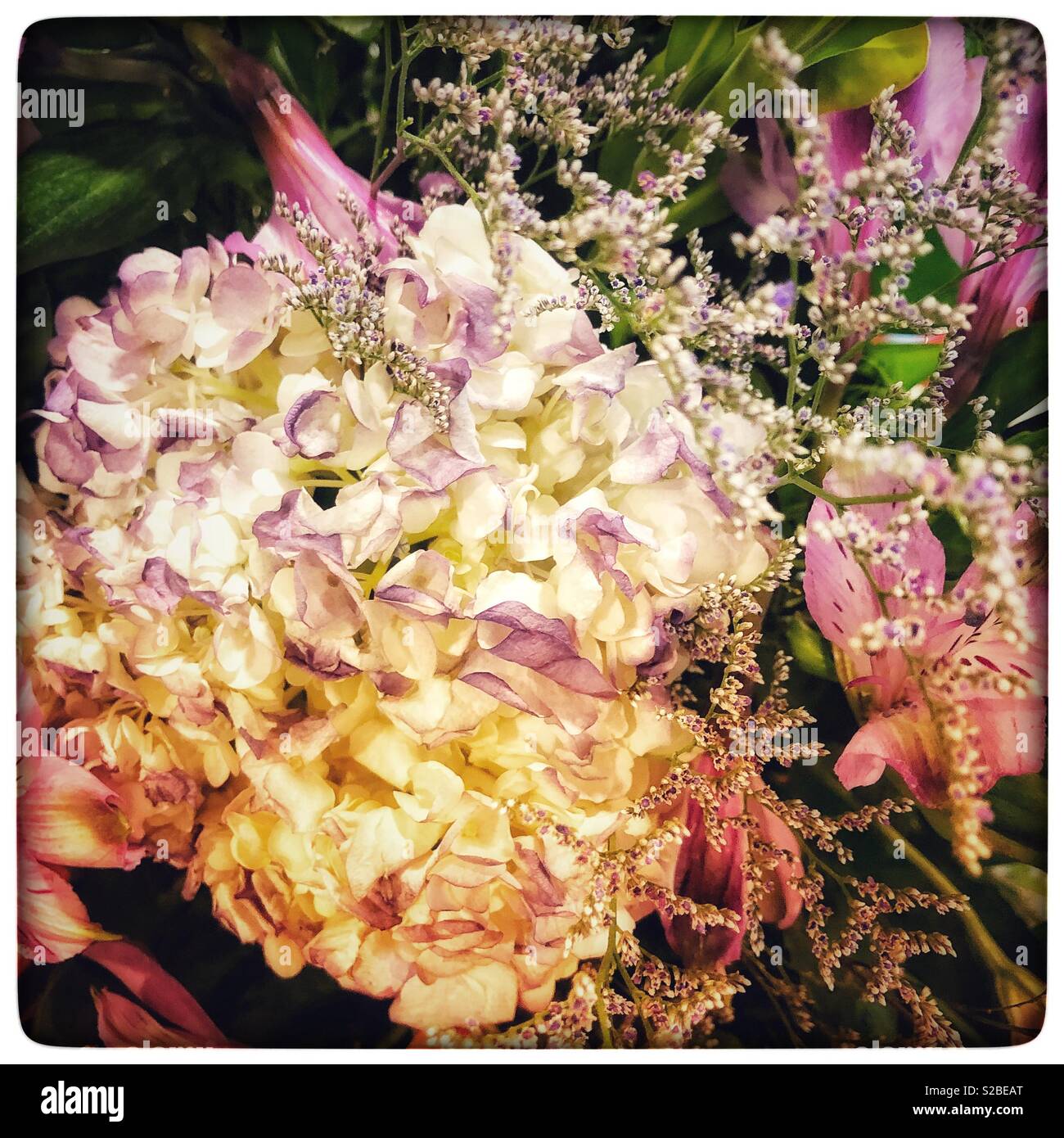 Hydrangea close up Stock Photo - Alamy