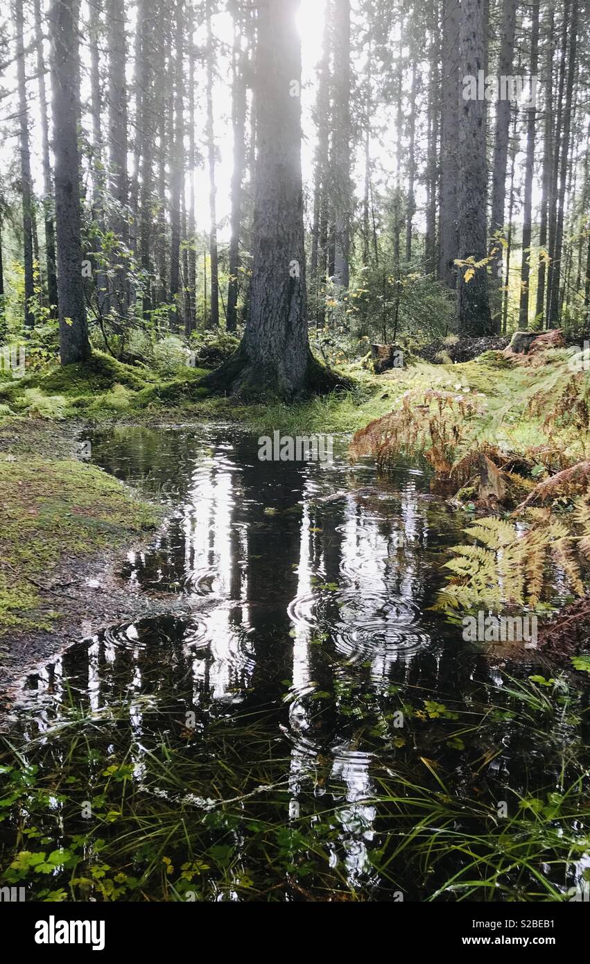 Puddle rain forest hi-res stock photography and images - Alamy