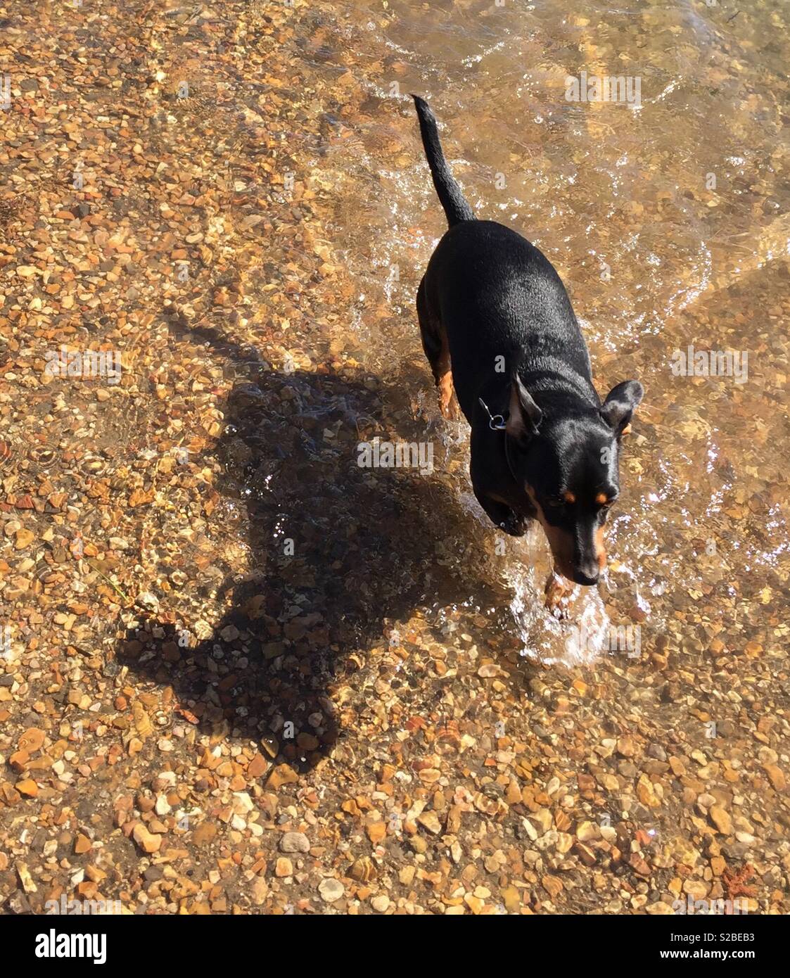 Dog shadow hi-res stock photography and images - Alamy