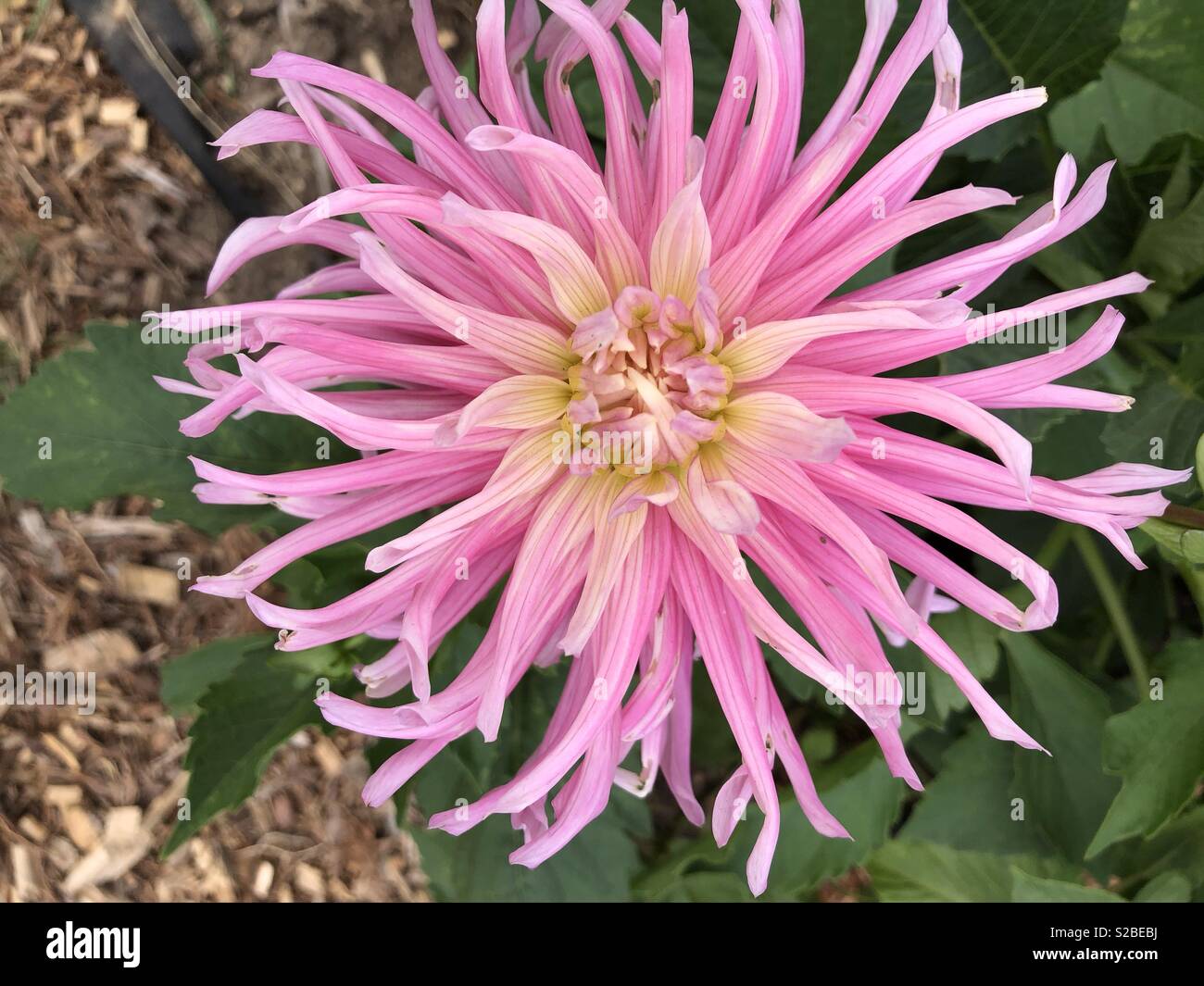 Burst of pink Stock Photo - Alamy