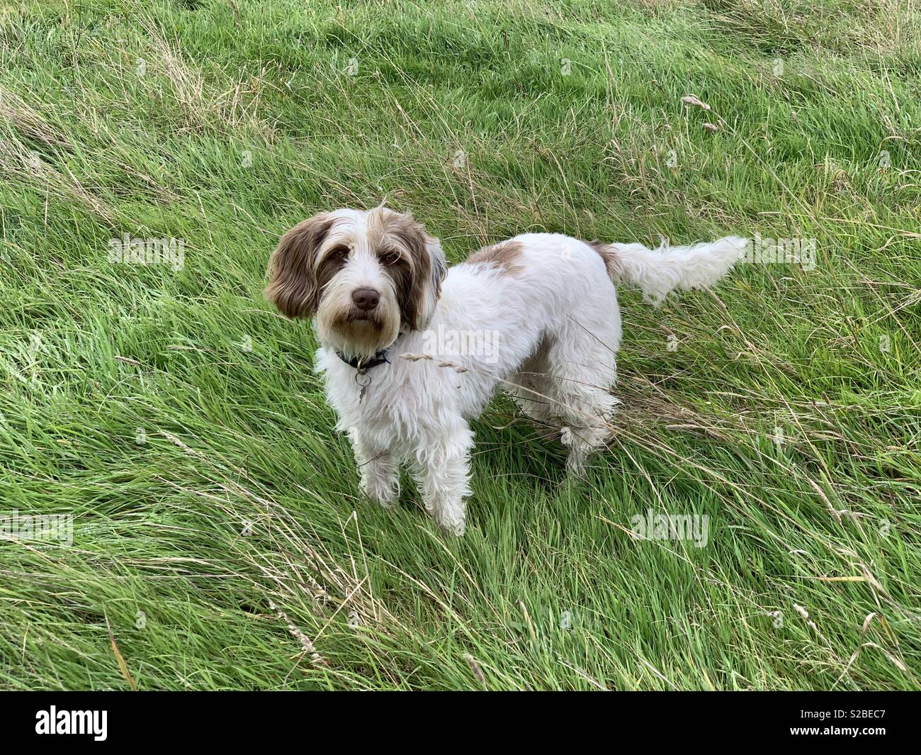 Cocker and springer spaniel hi-res stock photography and images - Alamy