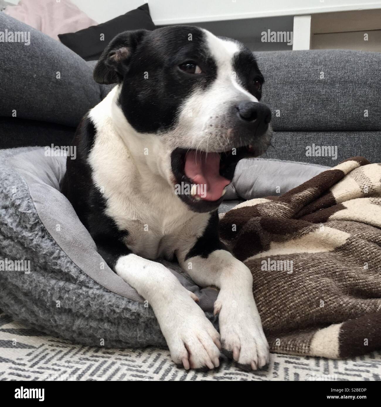 Dog yawning hi-res stock photography and images - Alamy
