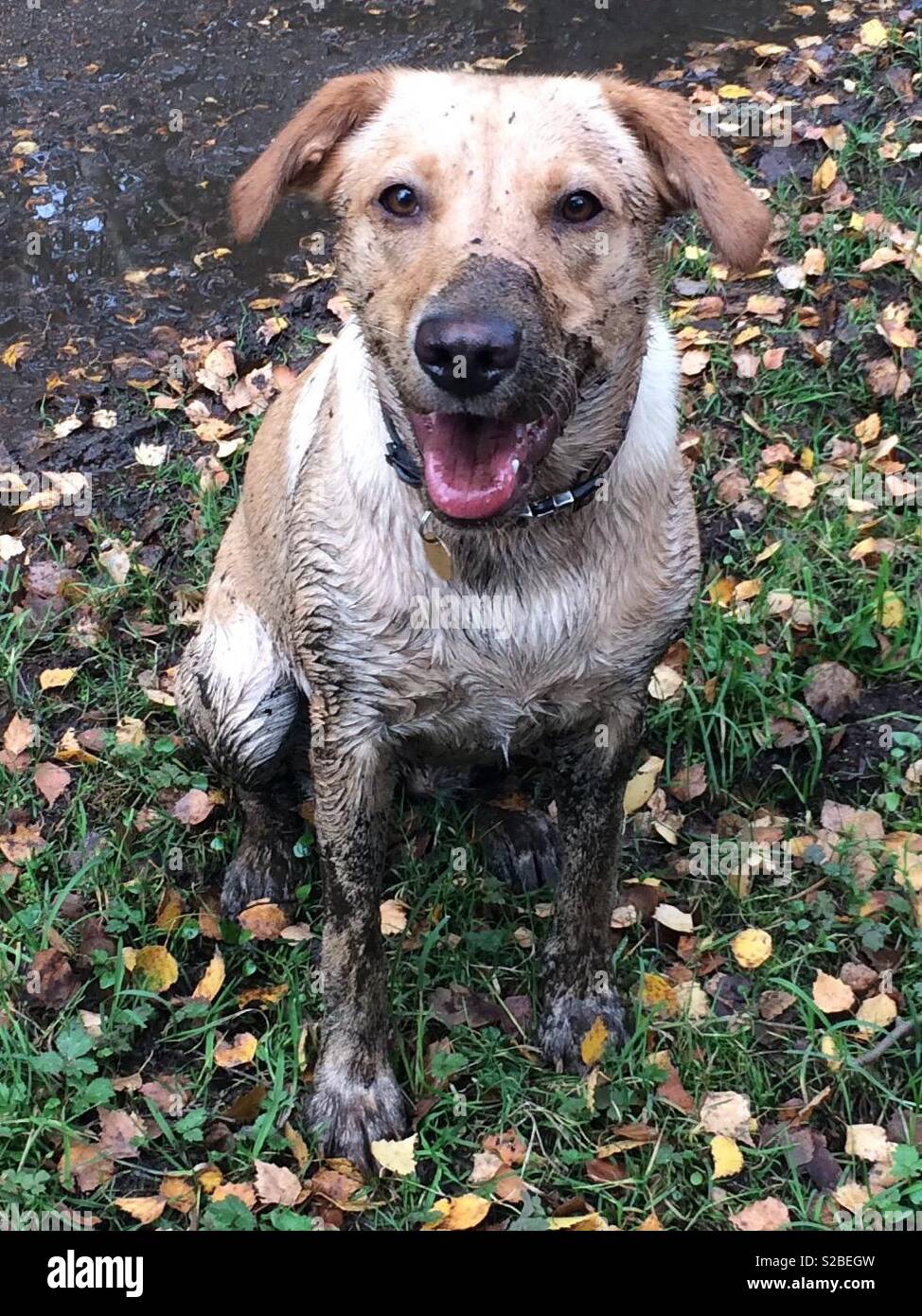 Dirty dog hi-res stock photography and images - Alamy