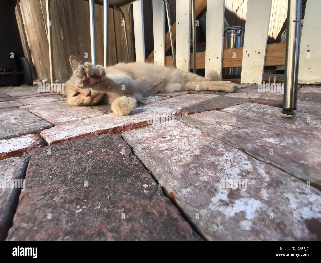 Cat tabby reaching hi-res stock photography and images - Alamy