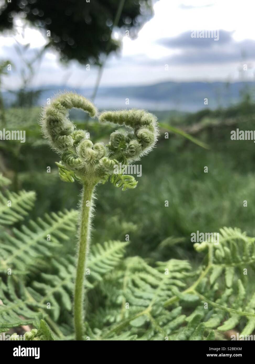 Heart shaped fern Stock Photo - Alamy
