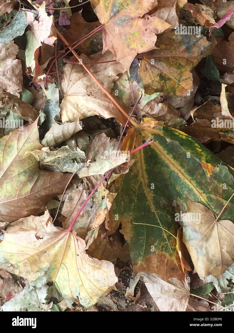 Decaying autumn leaves hi-res stock photography and images - Alamy