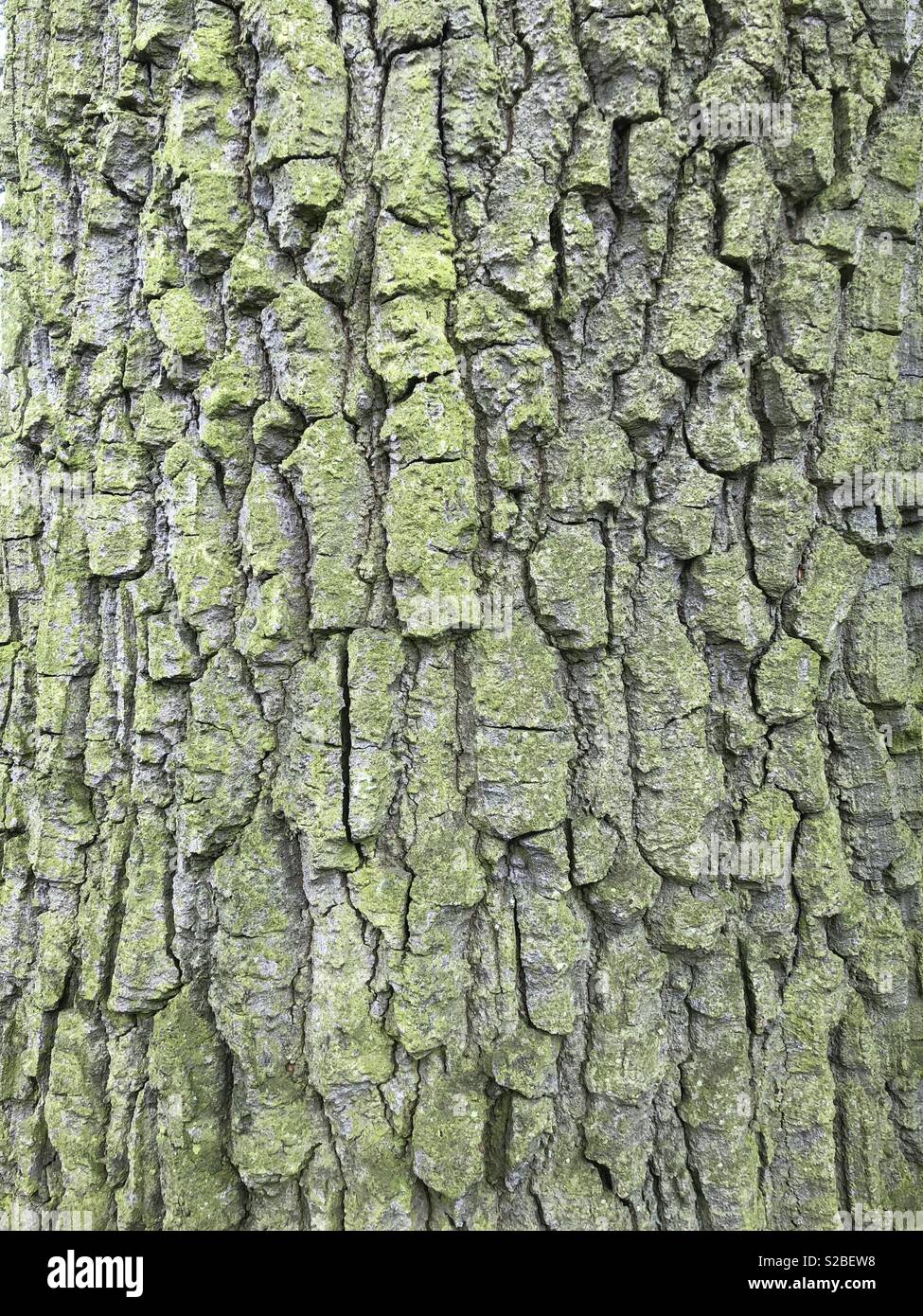 Outer bark hi-res stock photography and images - Alamy