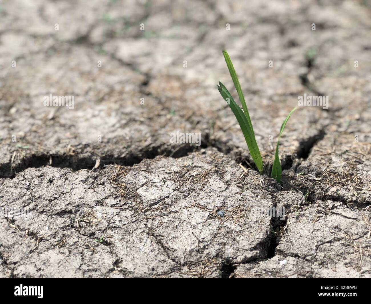 Beginning of life Stock Photo - Alamy