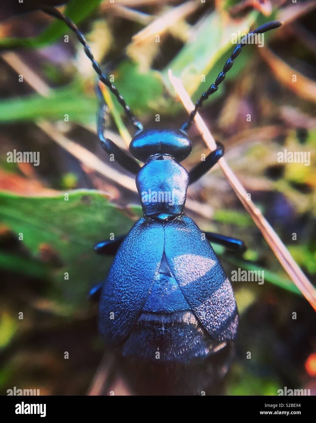 Pennsylvania beetle hi-res stock photography and images - Alamy