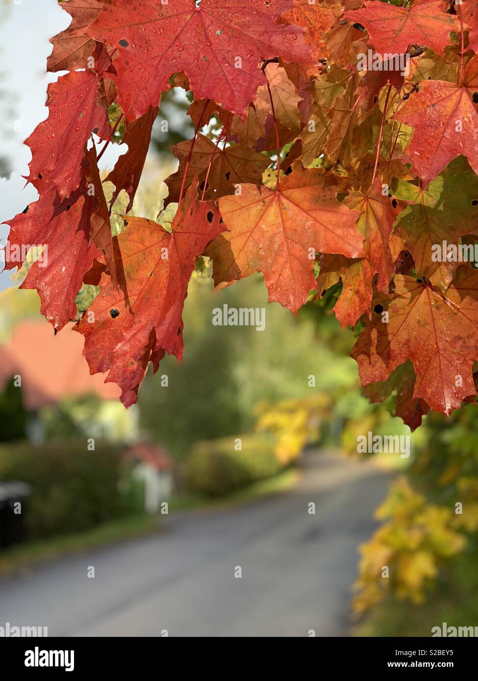 Maple street hi-res stock photography and images - Alamy