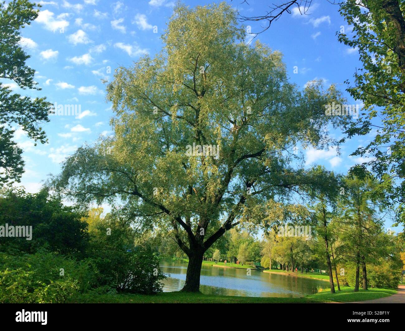 The magnificent tree Stock Photo - Alamy