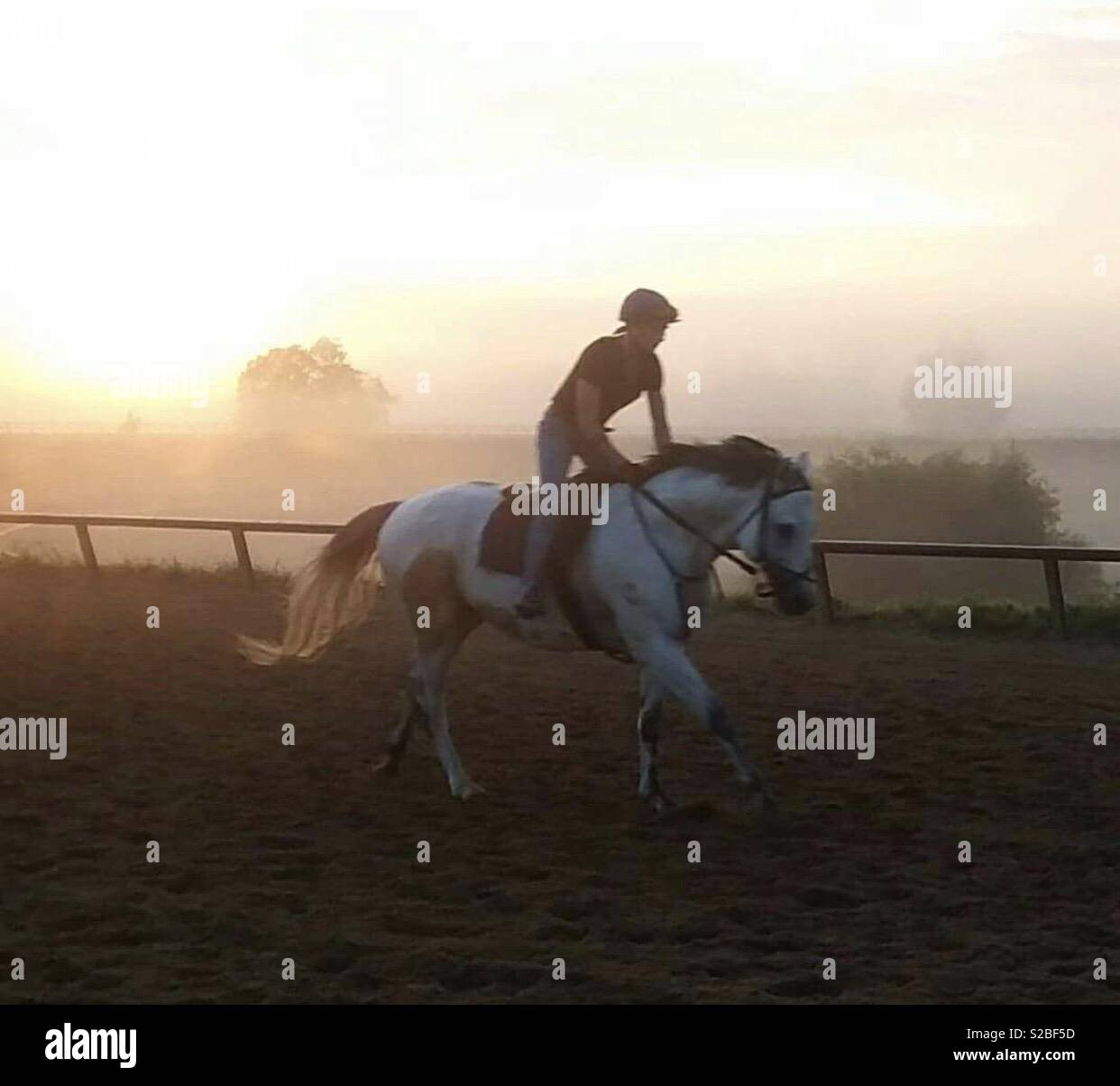 Big grey horse Stock Photo - Alamy