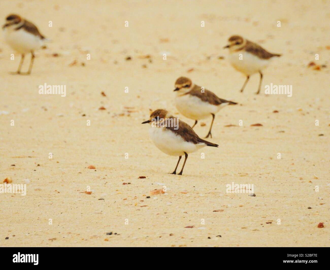 Kentish plovers on a beach hi-res stock photography and images - Alamy
