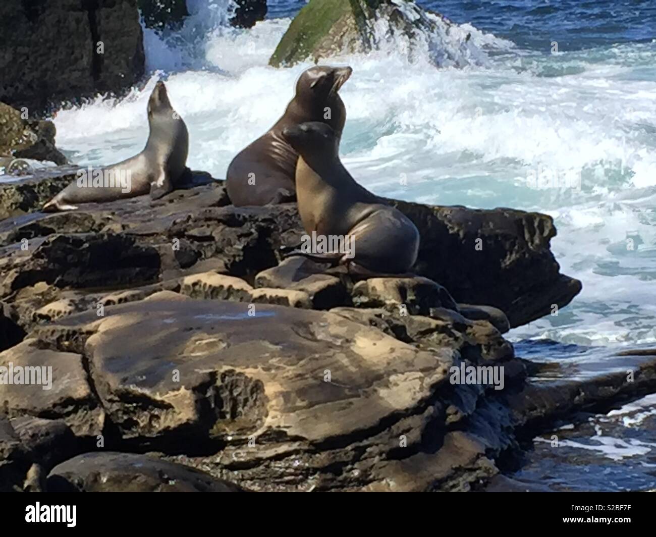 Lions chilling hi-res stock photography and images - Alamy