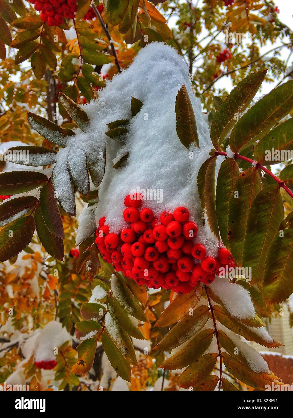 Early winter snowfall, Mountain Ash Stock Photo - Alamy