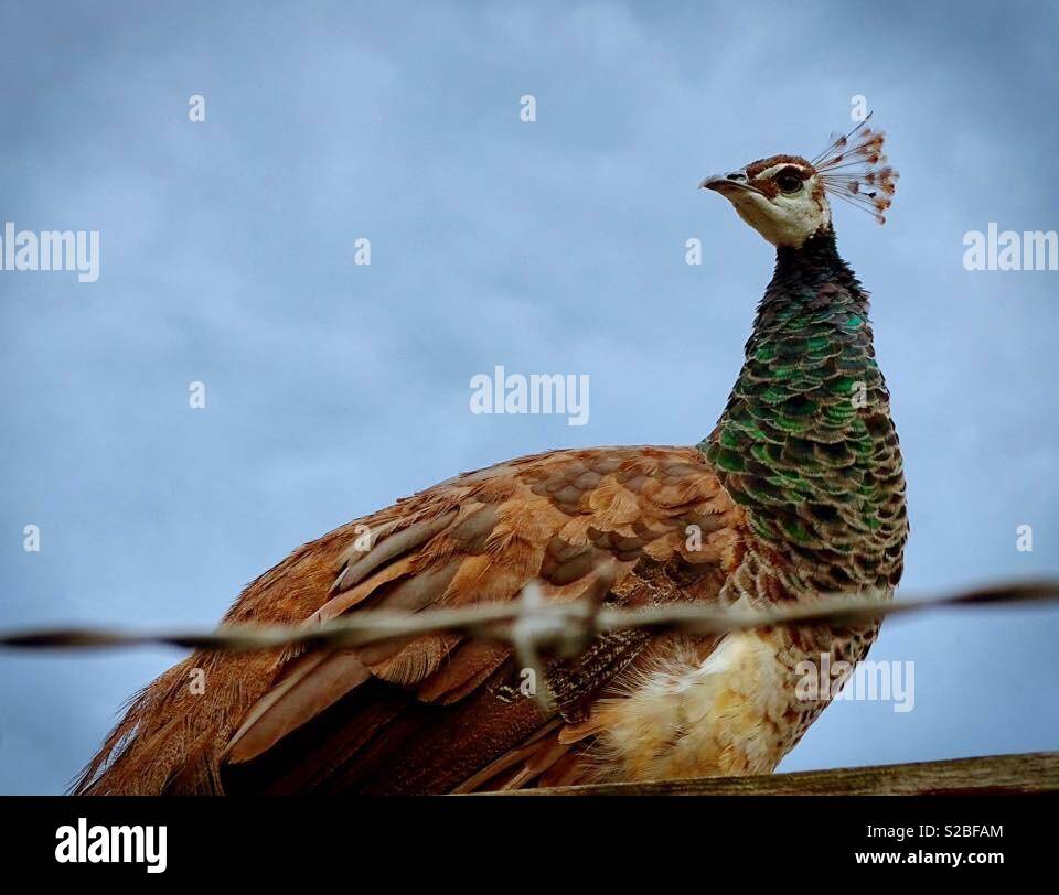 Regal pose hi-res stock photography and images - Alamy