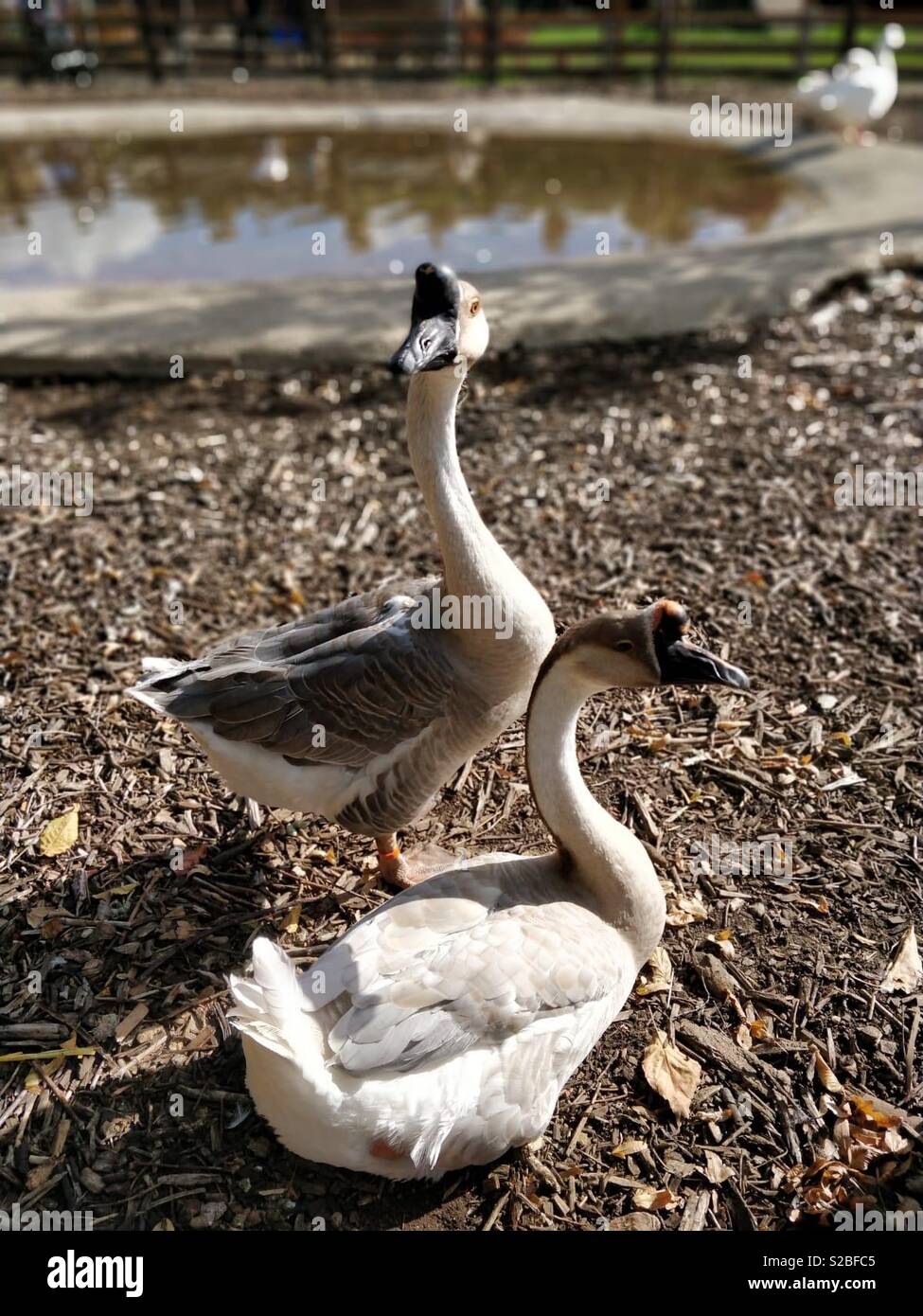2 geese standing next to each other close by a tiny pond Stock Photo ...