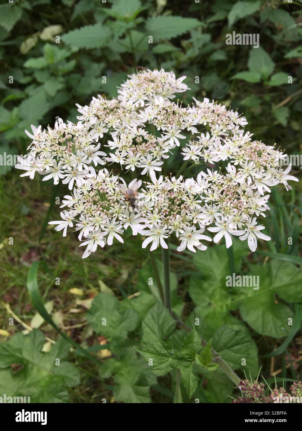 Cow parsley woodland hi-res stock photography and images - Alamy