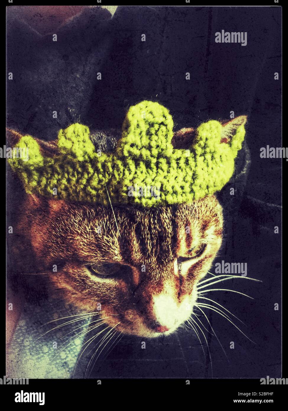 Tabby cat with crocheted green crown Stock Photo - Alamy