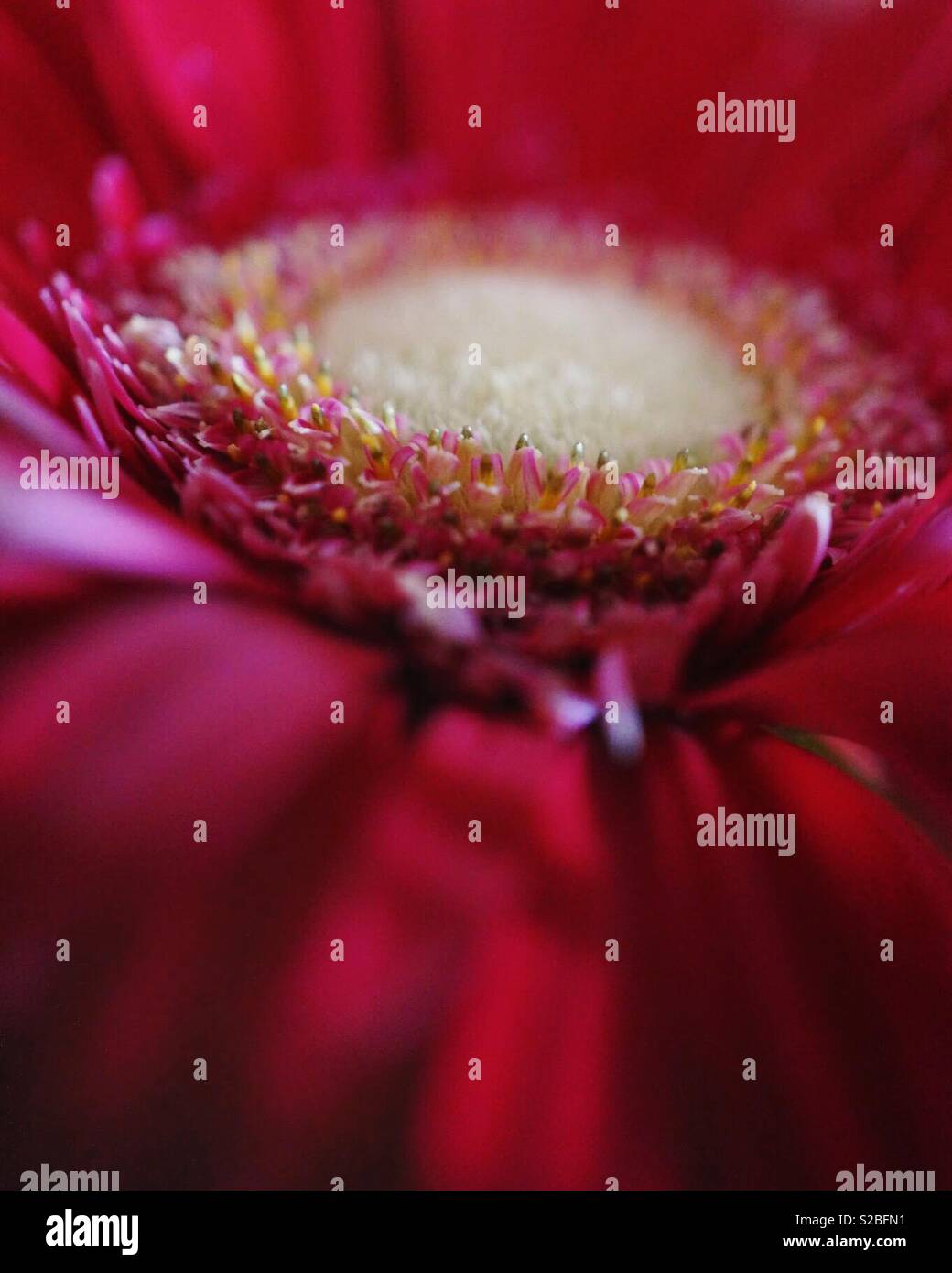 Ruby Red Gerbera Stock Photo - Alamy