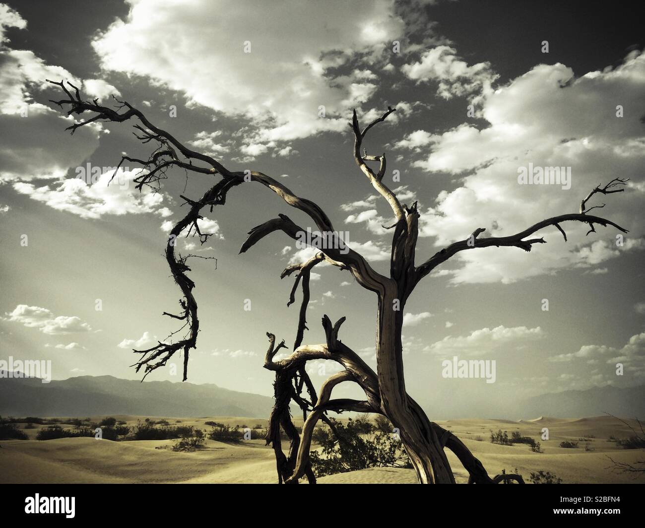 Dead wood tree hi-res stock photography and images - Alamy