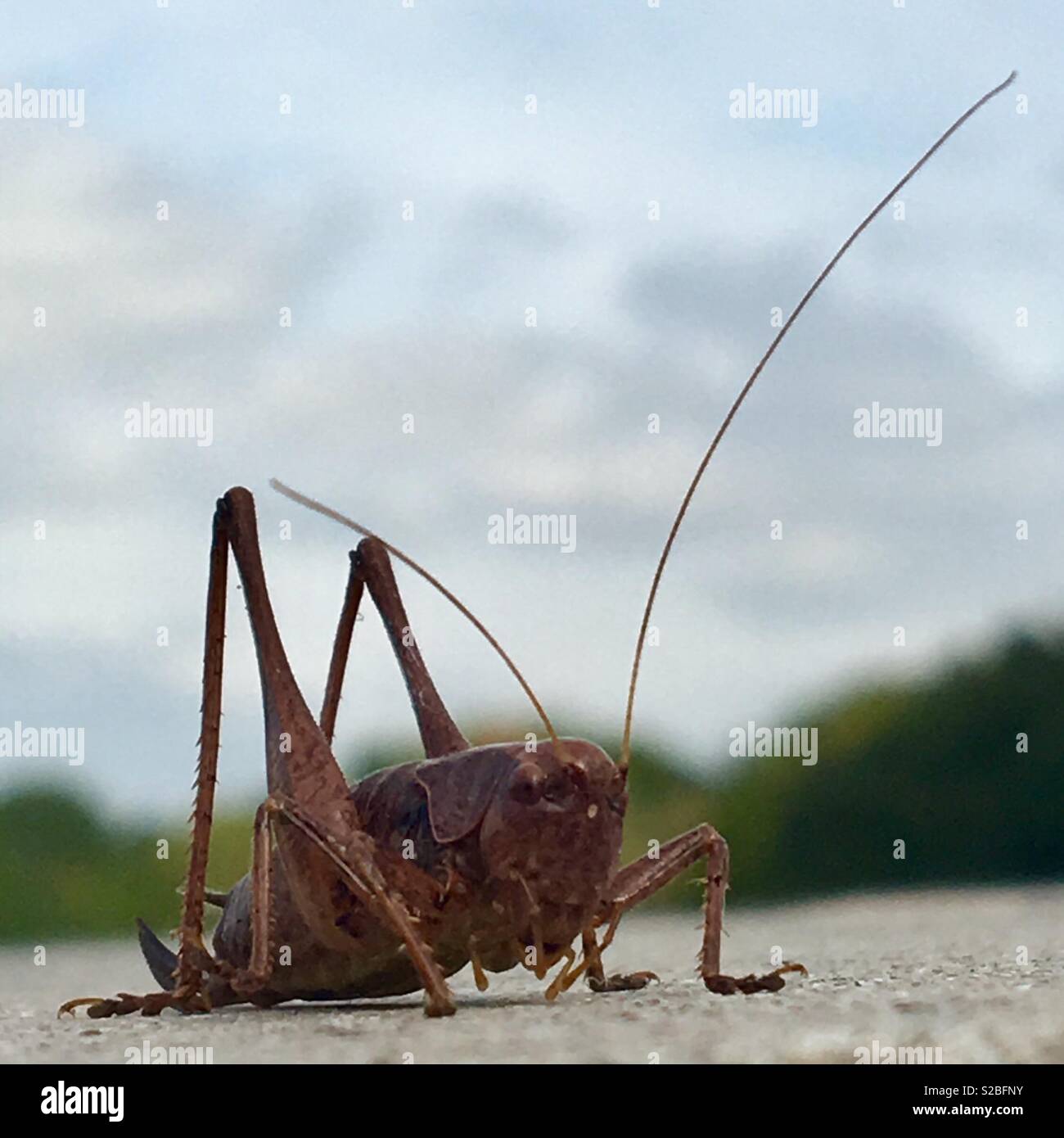Armoured insect hi-res stock photography and images - Alamy