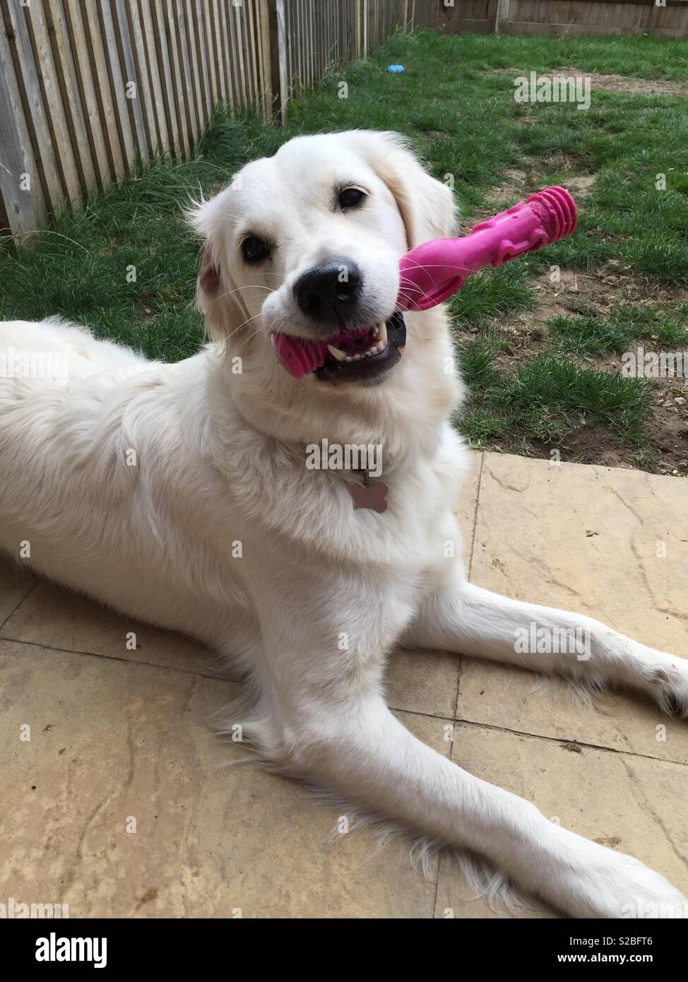 Smiling labrador hi-res stock photography and images - Alamy