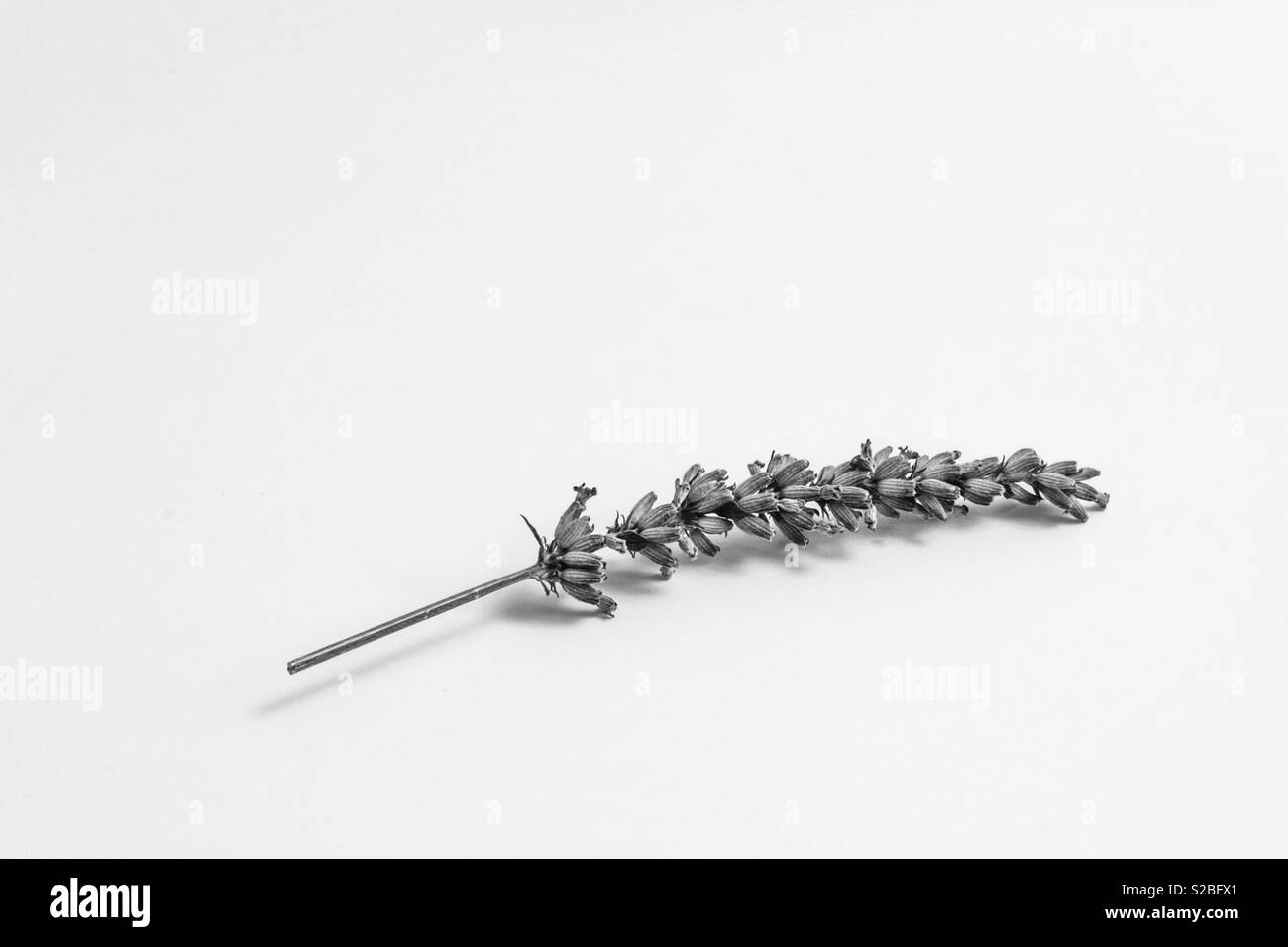 Lavender black and white hi-res stock photography and images - Alamy