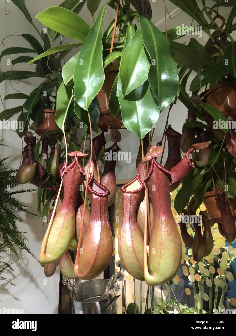 Monkey jar plant hi-res stock photography and images - Alamy