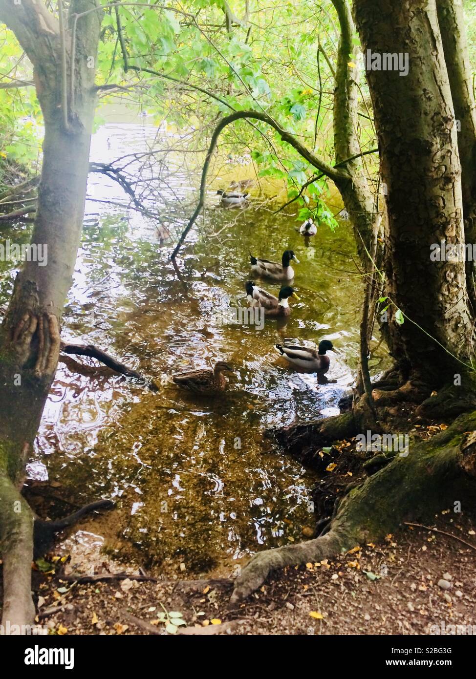 Stream and ducks hi-res stock photography and images - Alamy