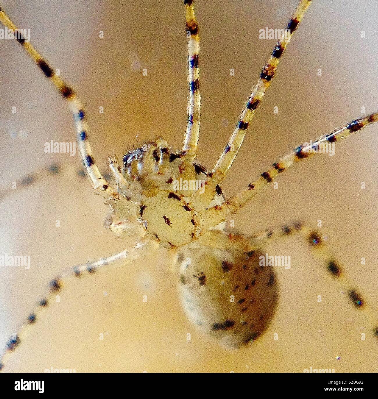 Spitting spider scytodes thoracica hi-res stock photography and images ...