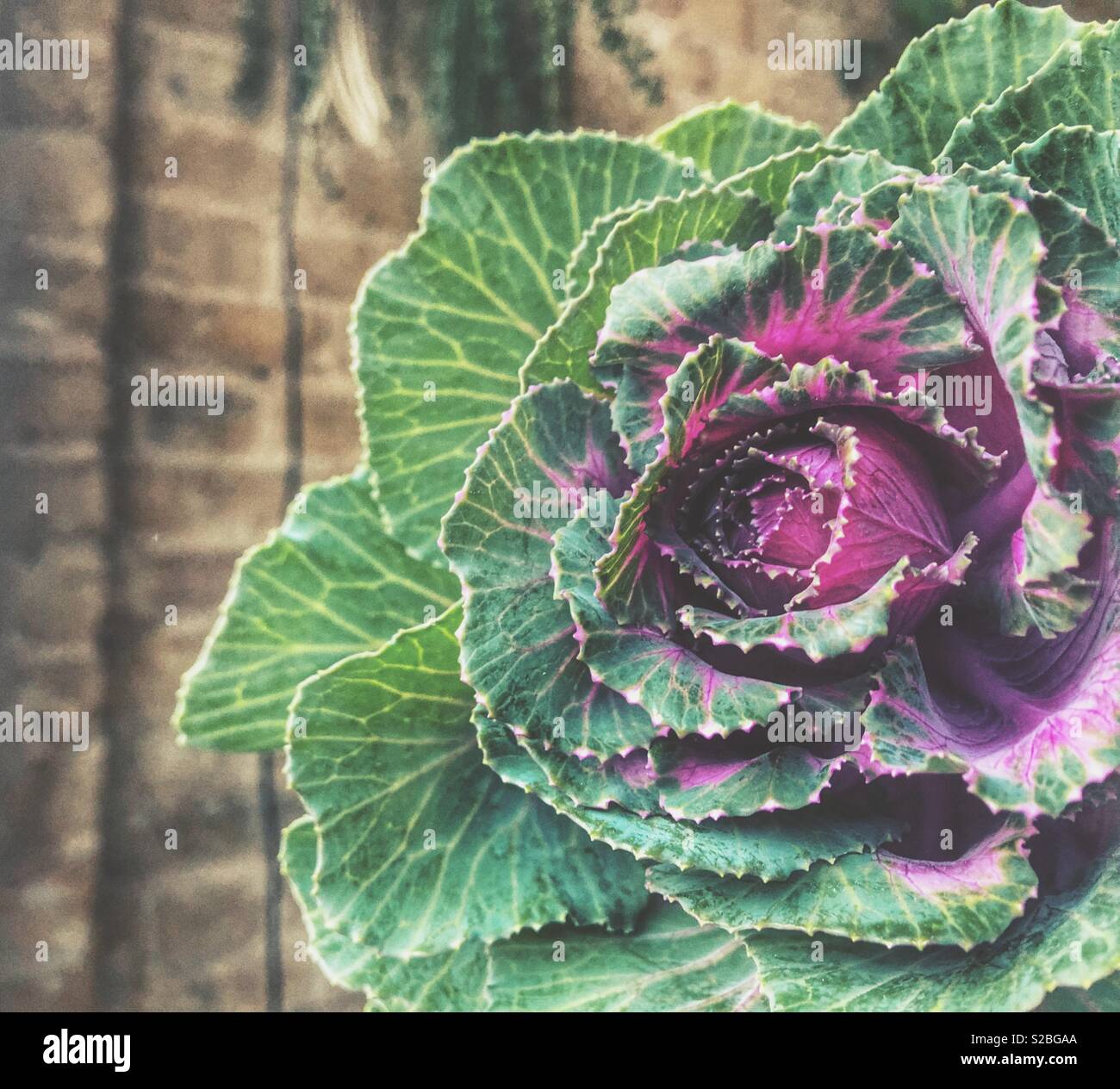 Cabbage rose hi-res stock photography and images - Alamy