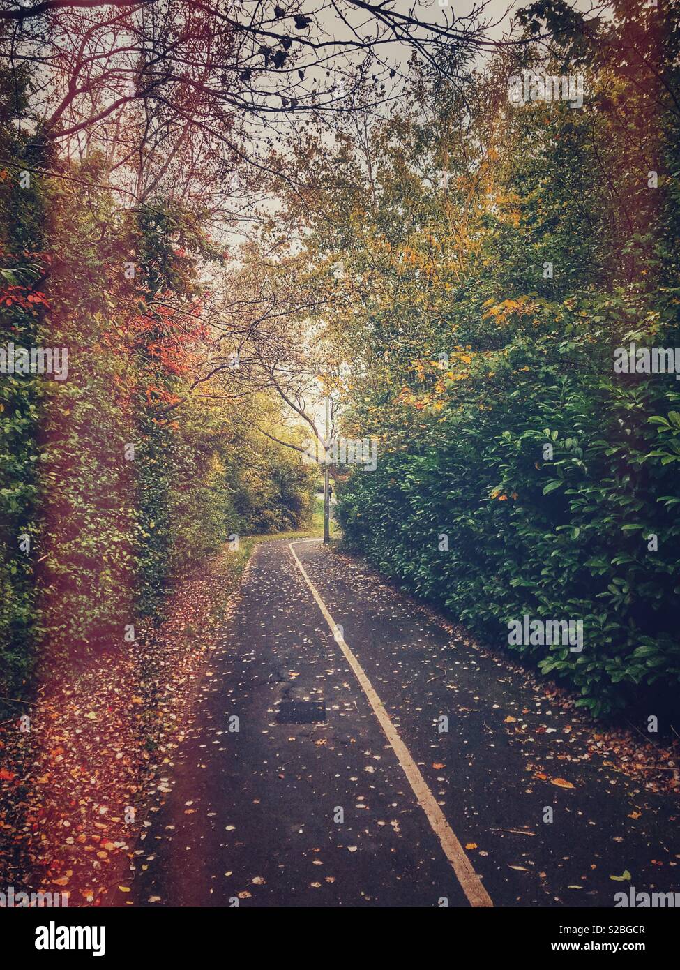 Canopy pathway hi-res stock photography and images - Alamy