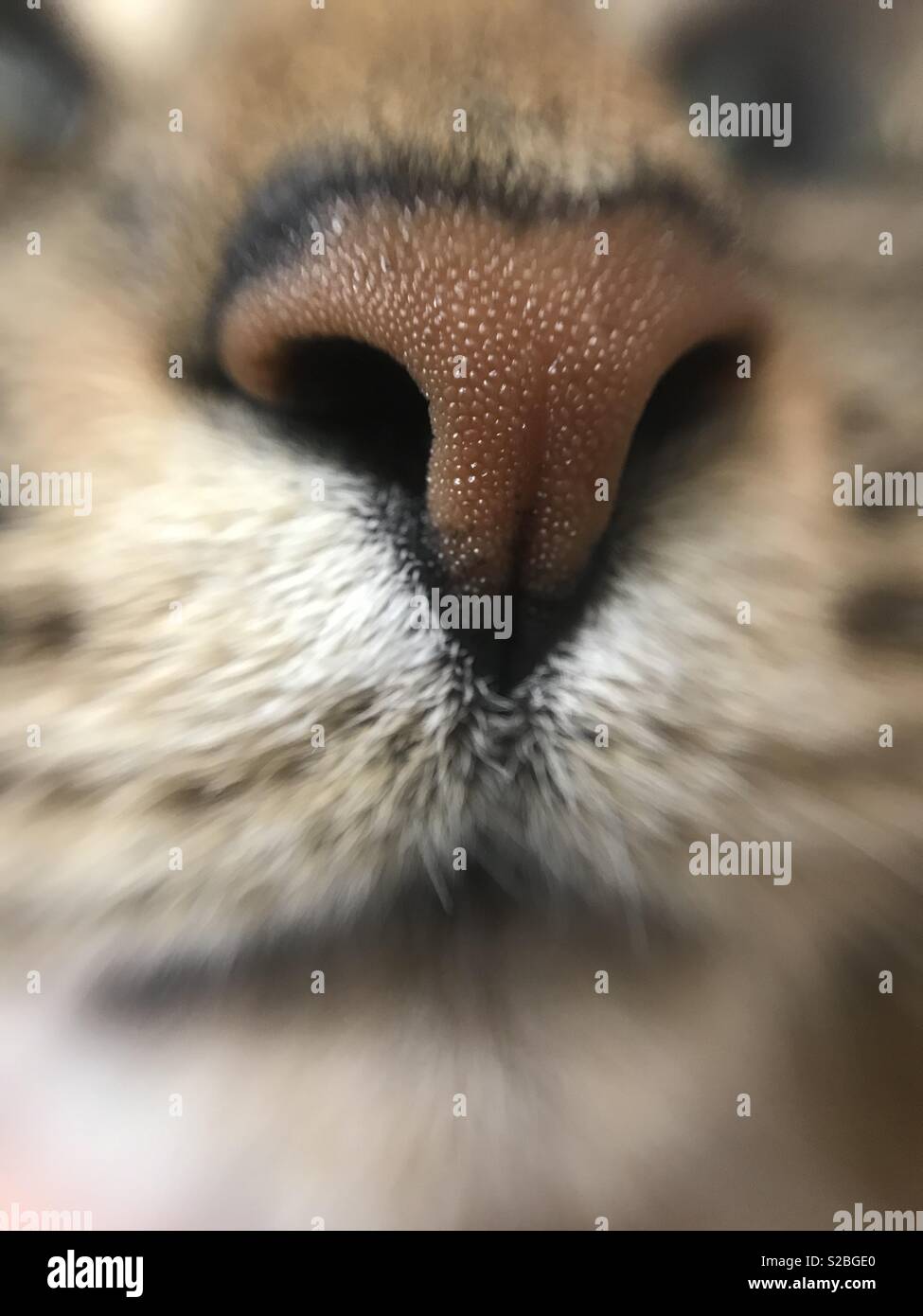 Cat nose hi-res stock photography and images - Alamy
