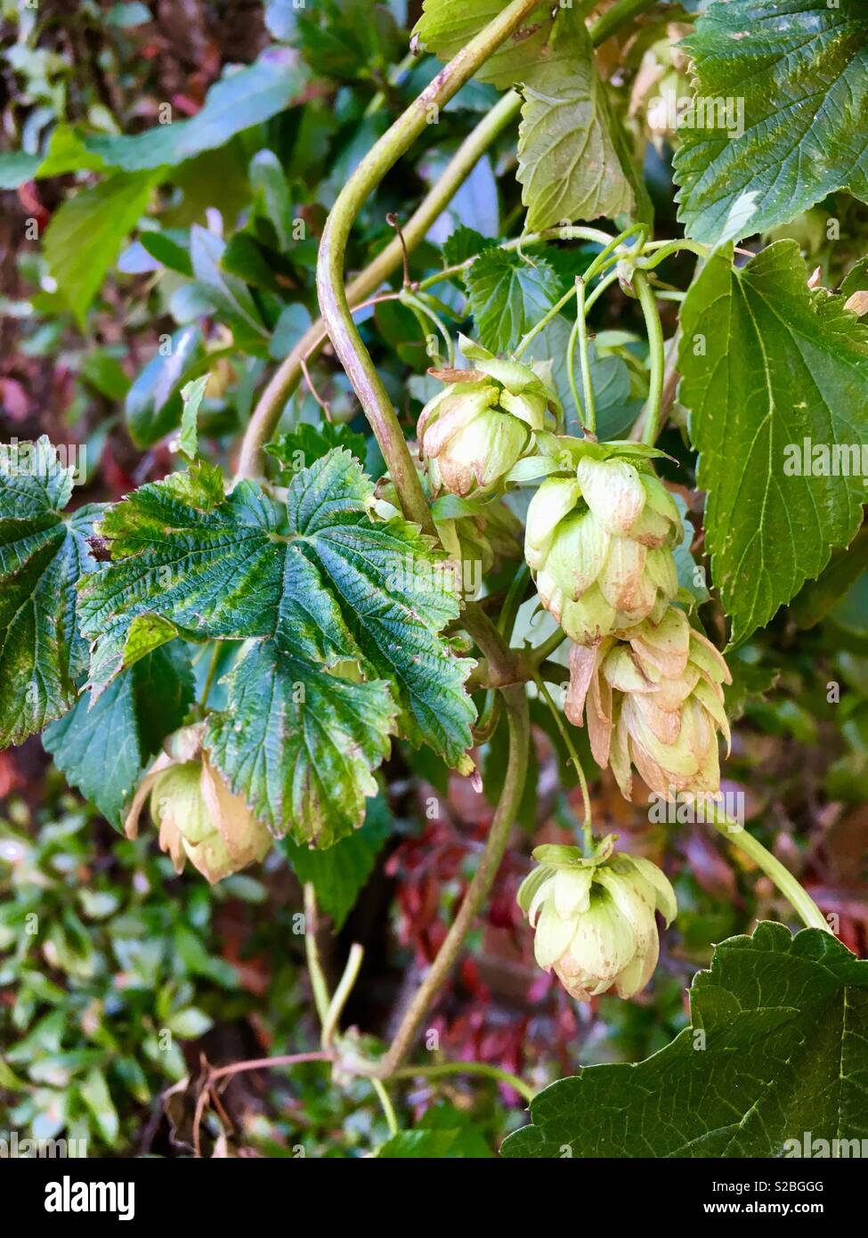 Deep Red Background High Resolution Stock Photography and Images - Alamy