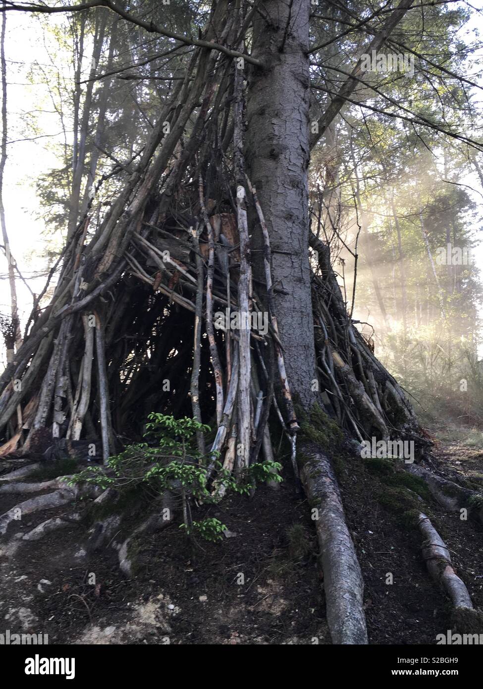 Wooden handmade wigwam structure in the forest backlit by the sun Stock ...