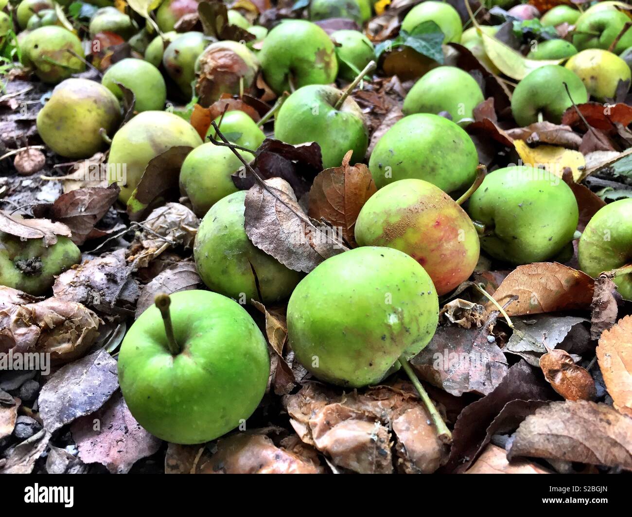 Scrumpy hi-res stock photography and images - Alamy