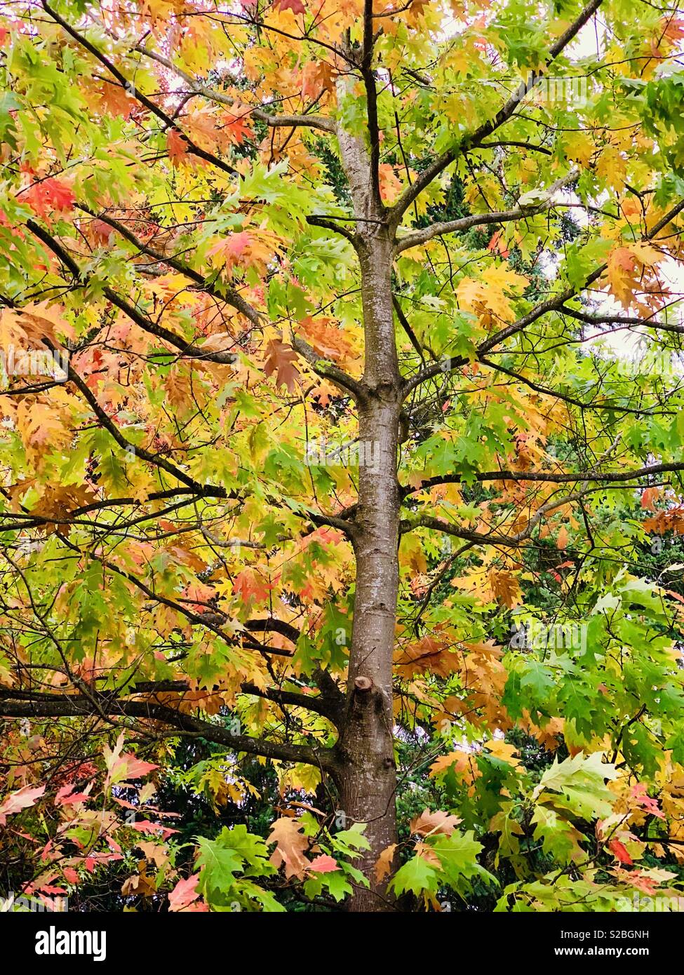Colorful Pacific Northwest Stock Photo - Alamy